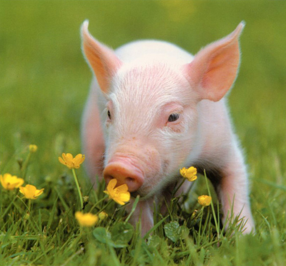 Prosiaczek na trawie / Archiwum / Aquarupella - Amalgame Collection ...