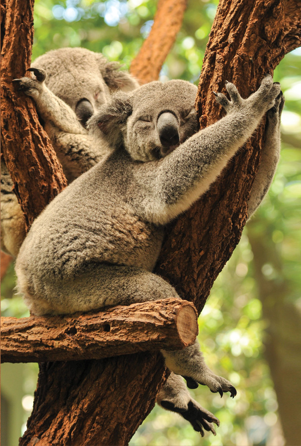 Koale / Pozostałe zwierzęta / Pocztówki / Postallove.pl - Pocztówki dla ...