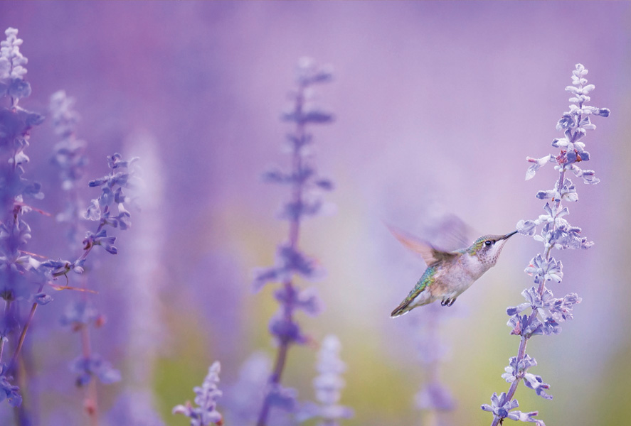 Pocztówka Koliber | Sklep Postallove