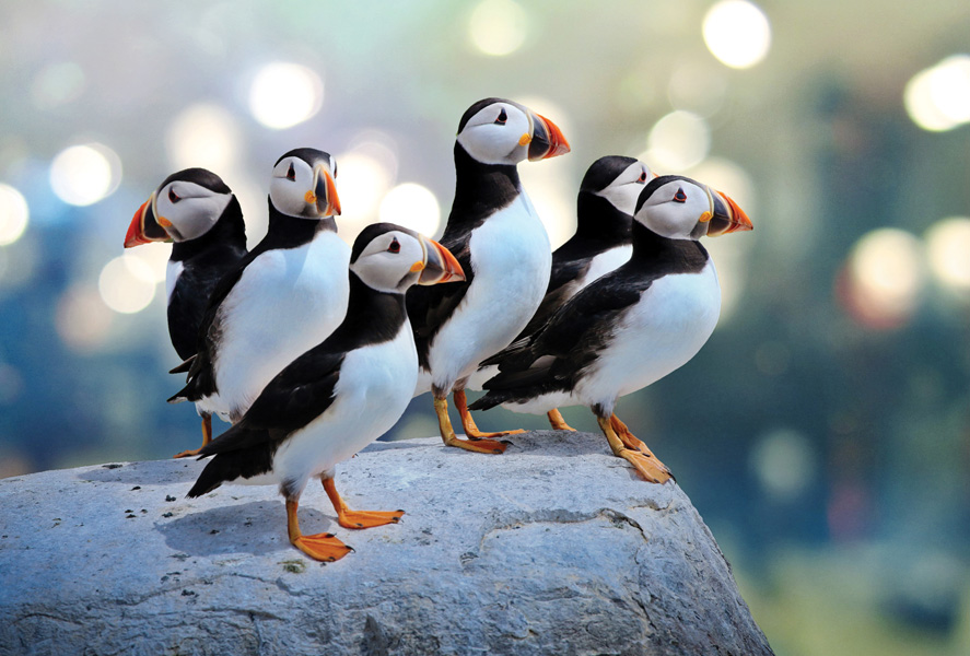 Maskonury | Sklep z pocztówkami Postallove